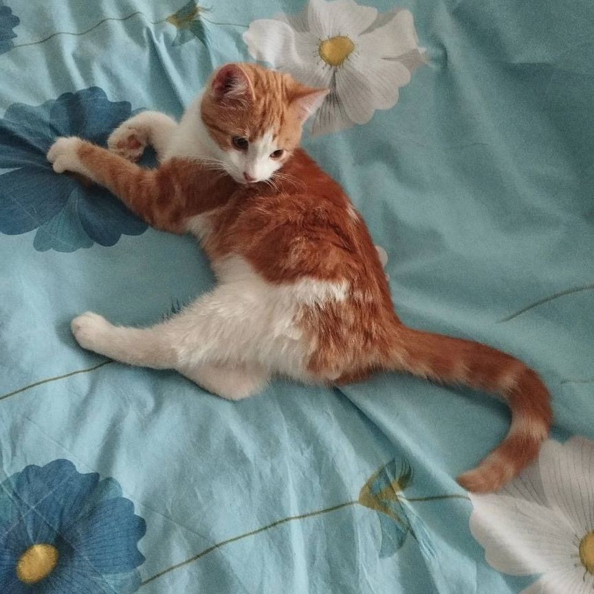 Бело рыжий котенок