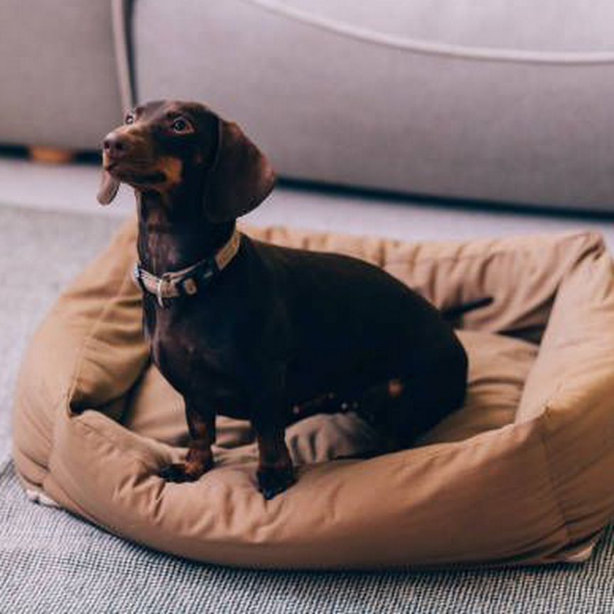 Такса, щенок