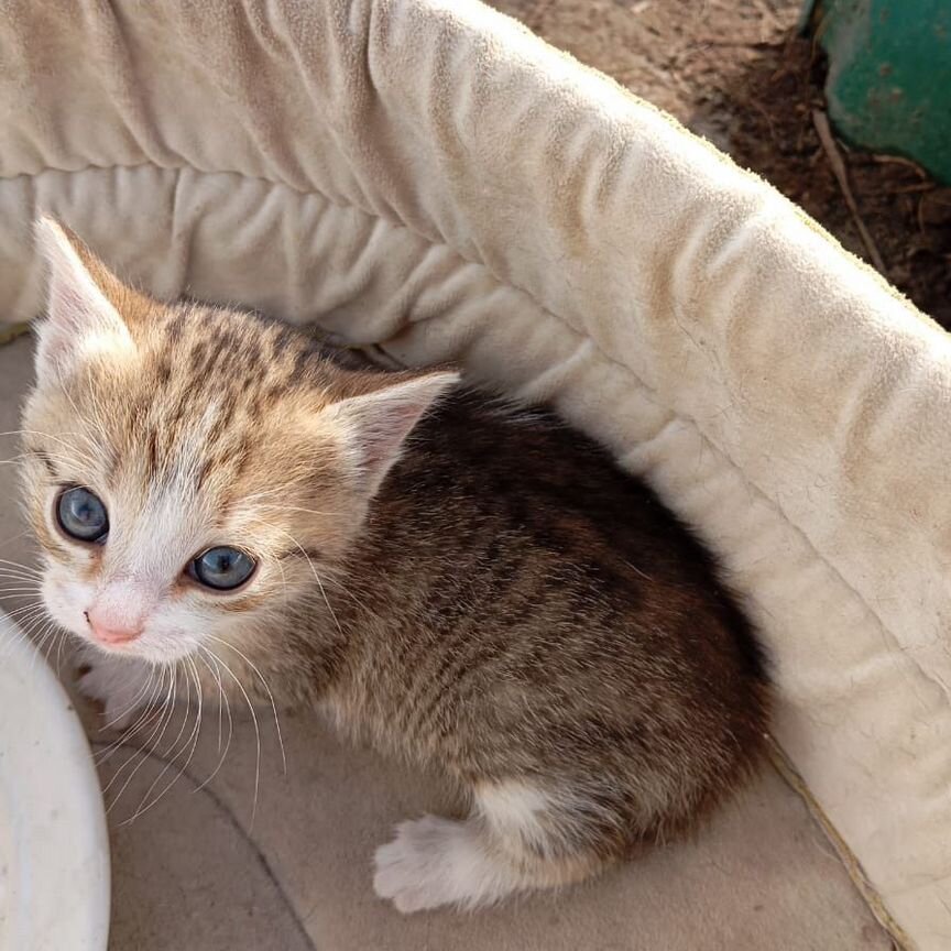 Кошачий ребенок в добрые руки