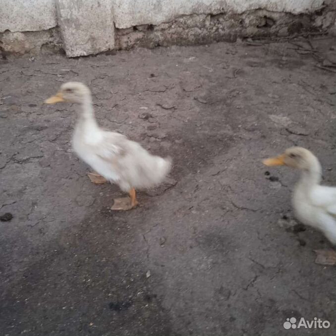 Утки чили вили