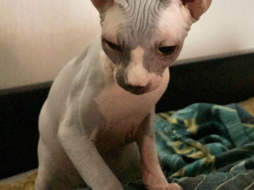 Канадский сфинкс мальчик 1 год