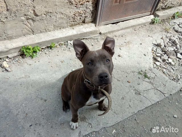 Стафорширский терьер