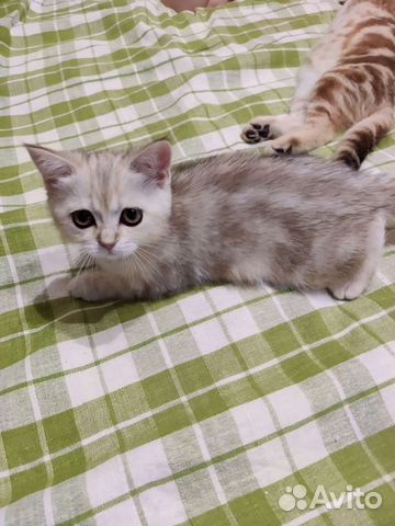 Шотландские котята