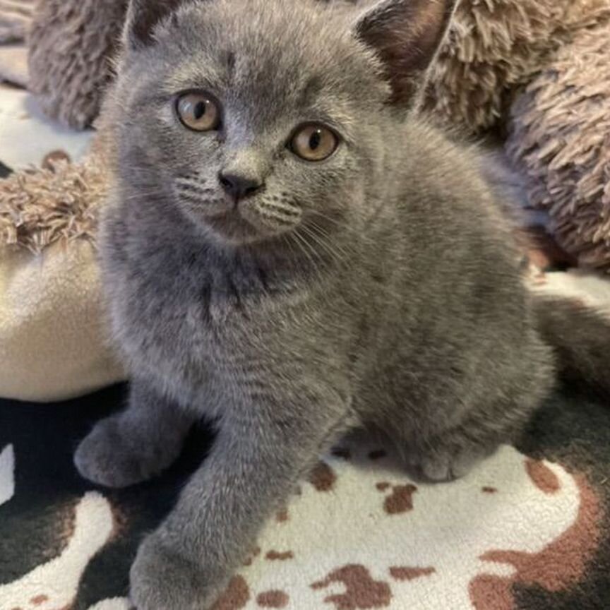 Котенок британец