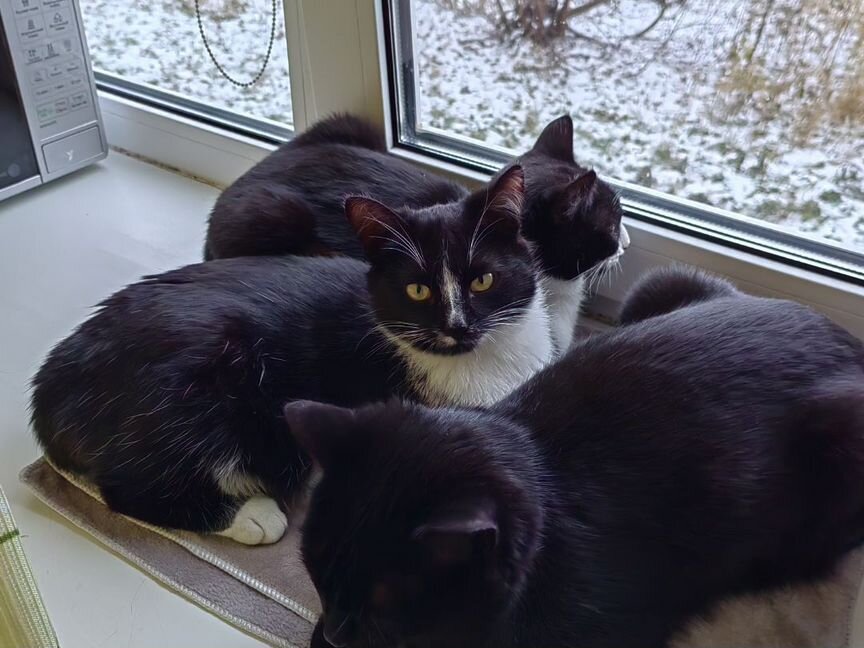 Котики бесплатно в добрые руки
