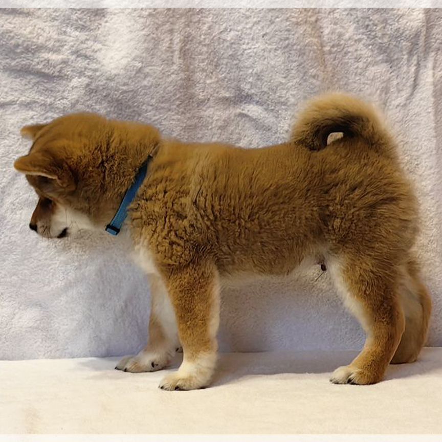 Сиба-ину, щенок