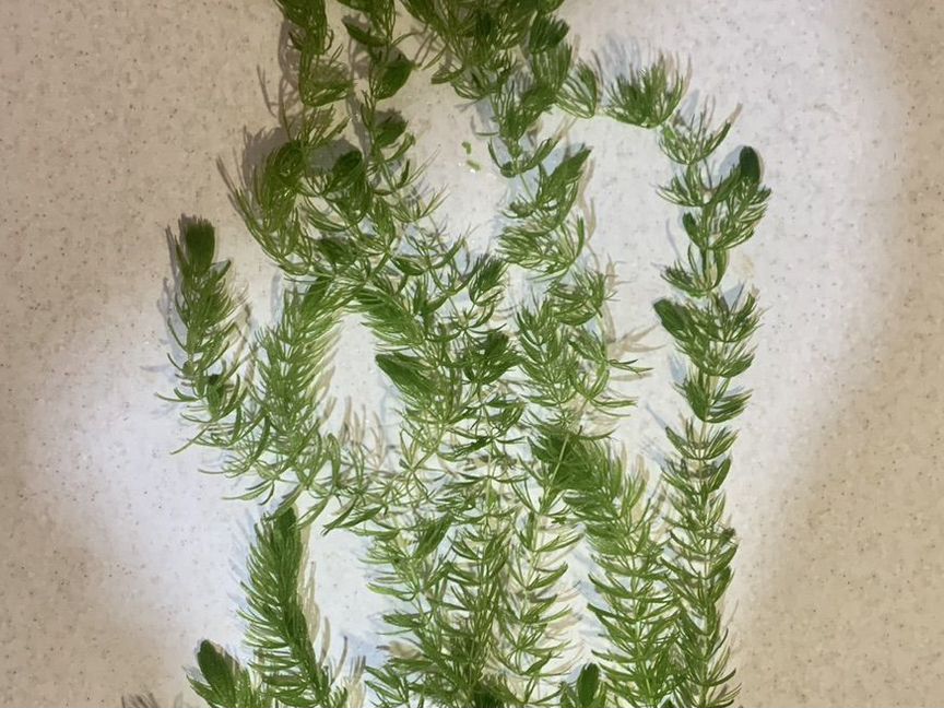 Роголистник в аквариум