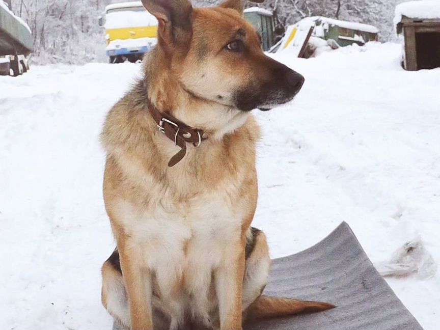 Найда ищет дом или передержку