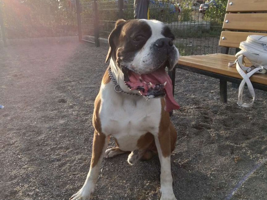 Случка собак