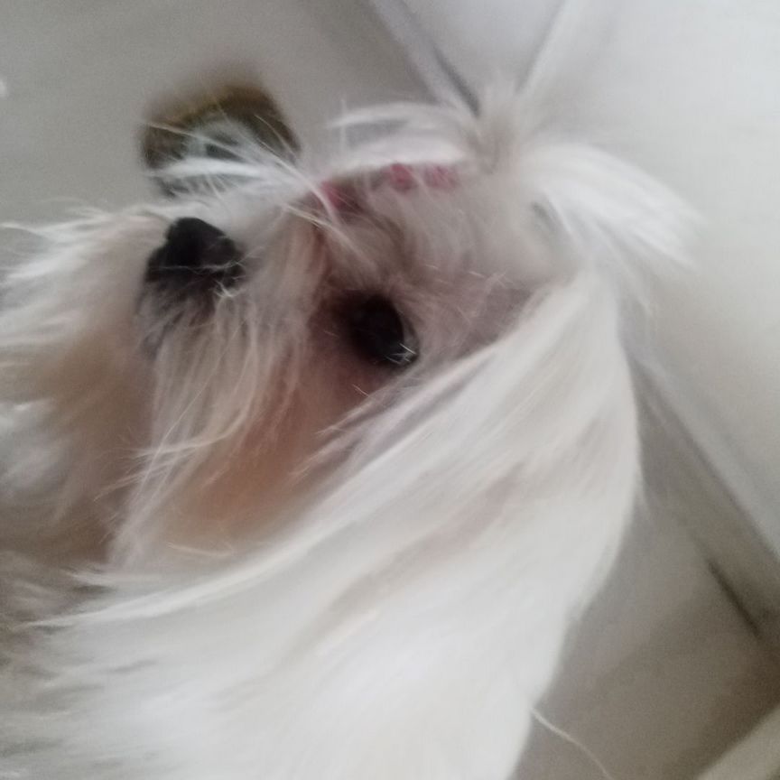 Мальтийская болонка мини девочка