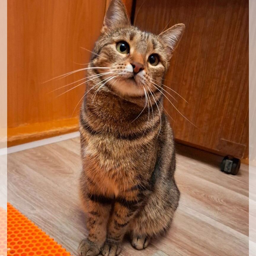 Кошечка ищет дом