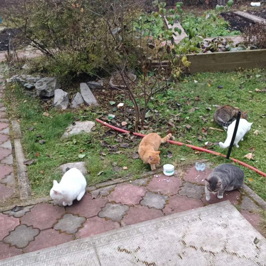 Брошенные кошки