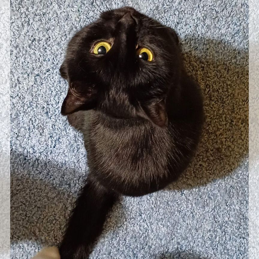 Кошка в добрые руки