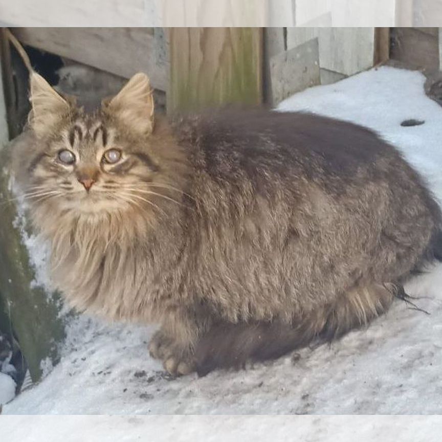 Котята с больными глазками на улице