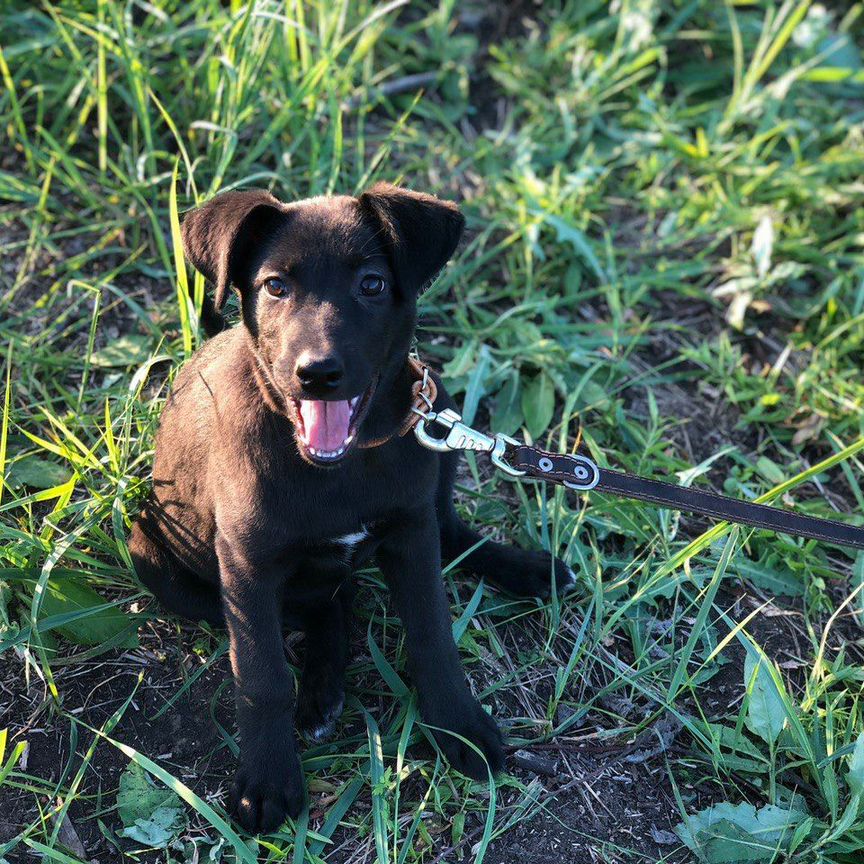 Щенок в поисках дома