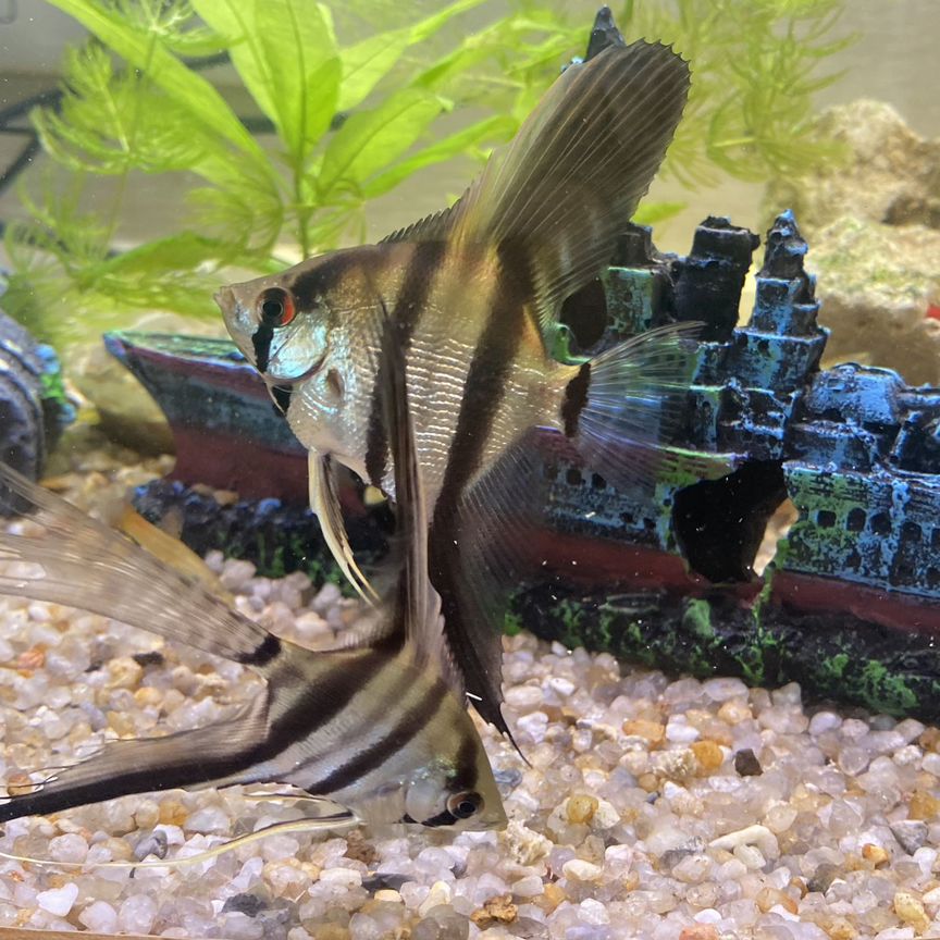 Скалярия вуалевая