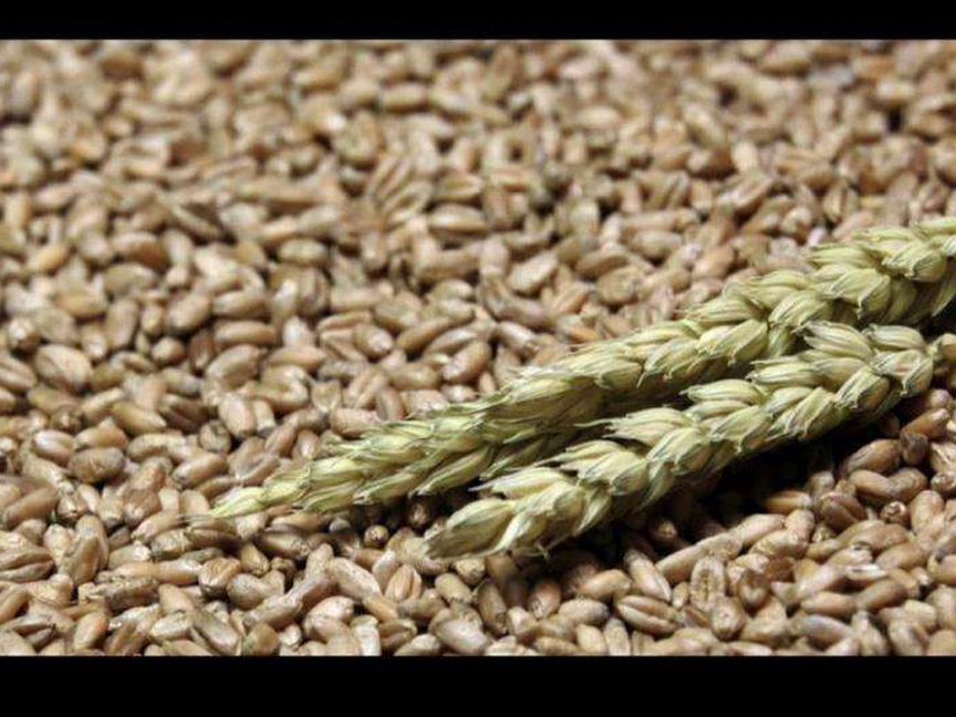 Зерно пшеница оптом