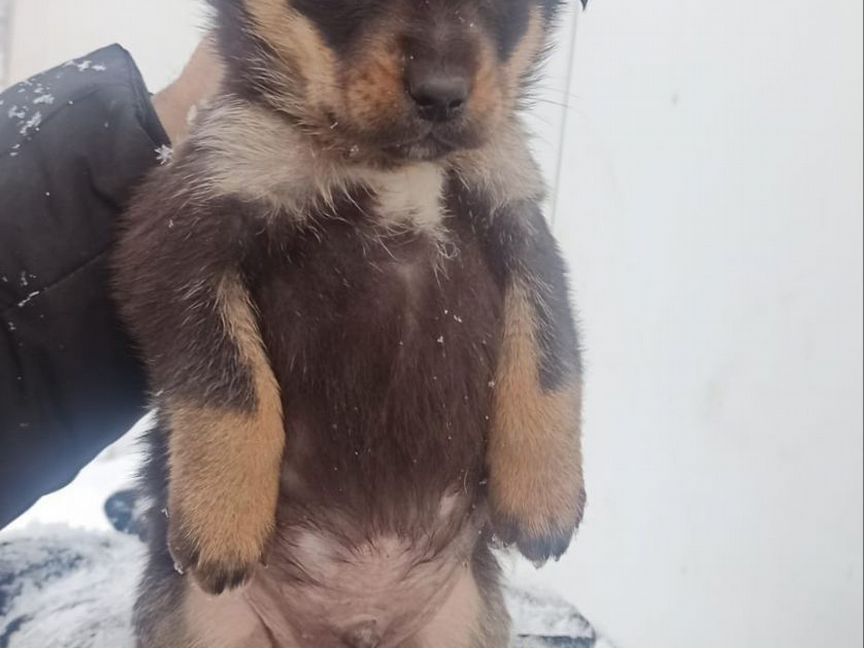 Щеночки в добрые руки