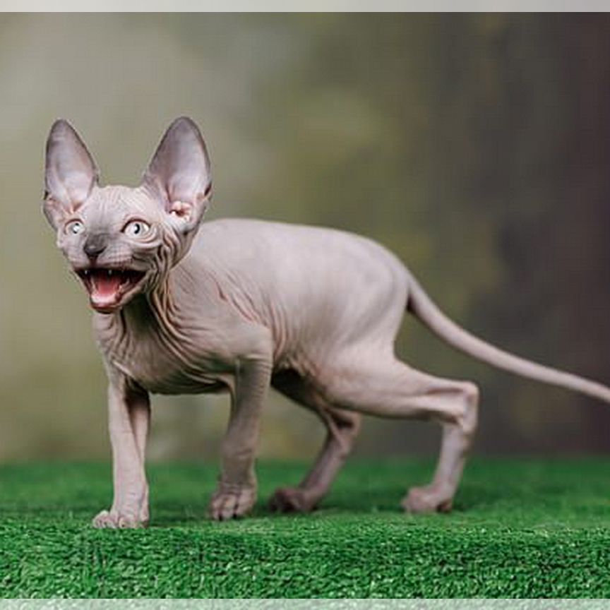 Канадский сфинкс котёнок