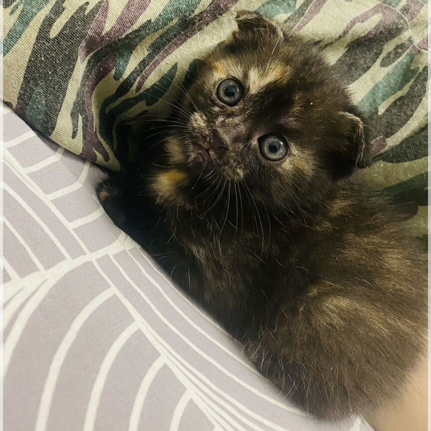 Шотландский вислоухий короткошёрстный котёнок
