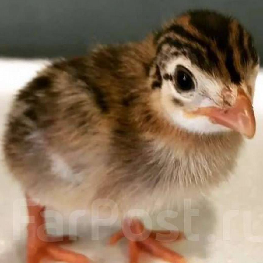 Цесарята бройлерные Франция