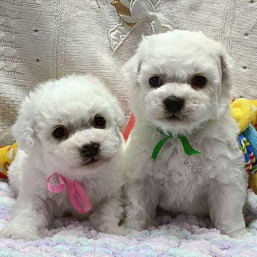 Щенки бишон фризе