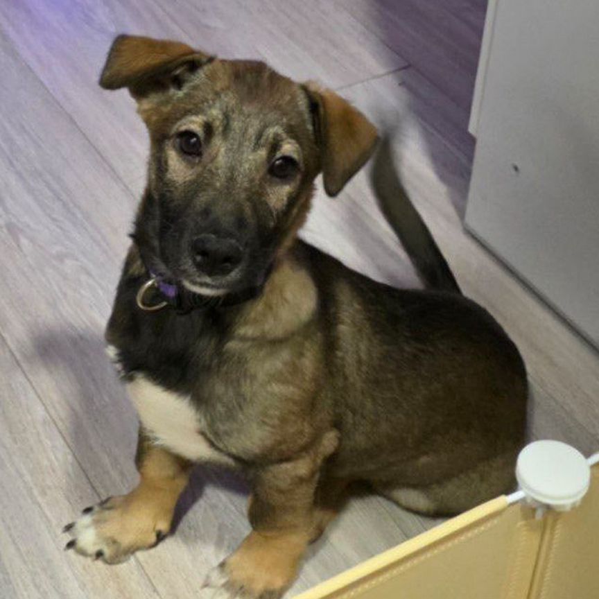 Щенок в добрые руки