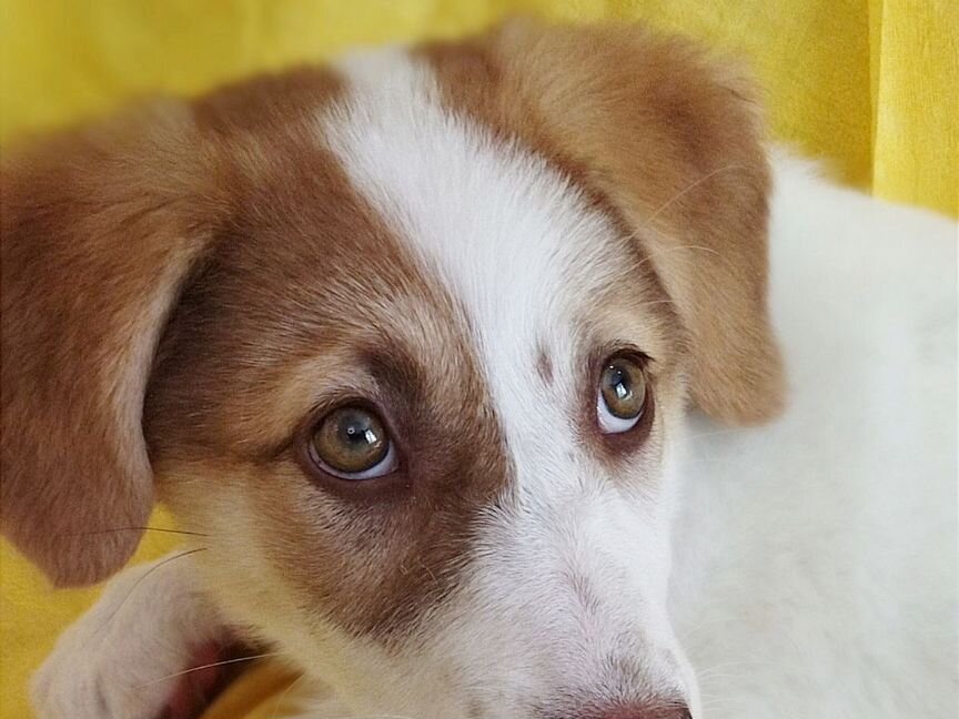 Щенуля в добрые руки