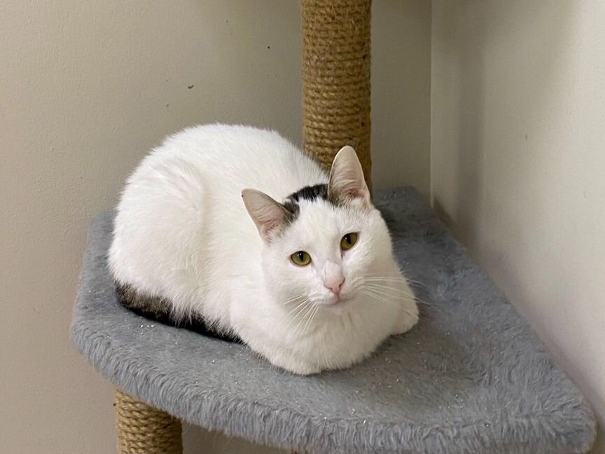 Белый добрый котик