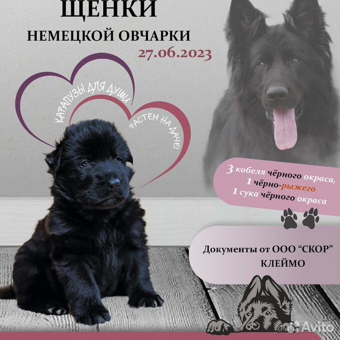 Щенки чёрной немецкой овчарки длинношёрстной
