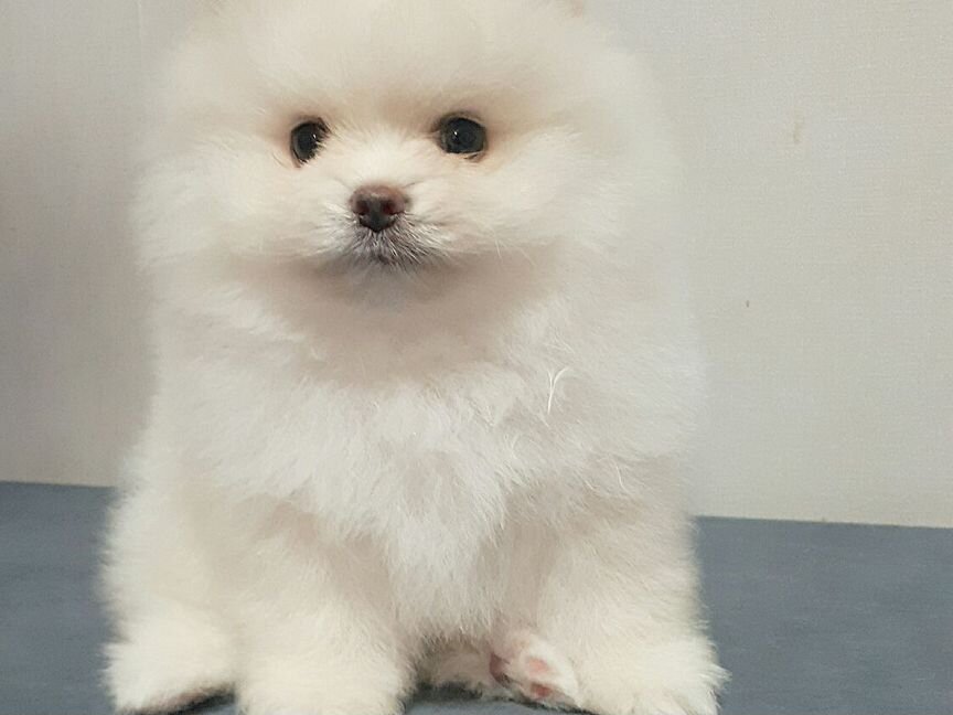 Кремовый мини померанчик