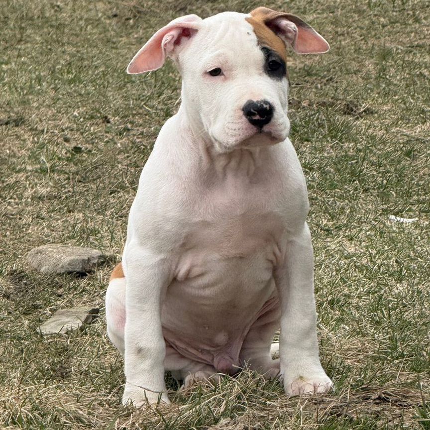 Американский стаффордширский терьер, щенок