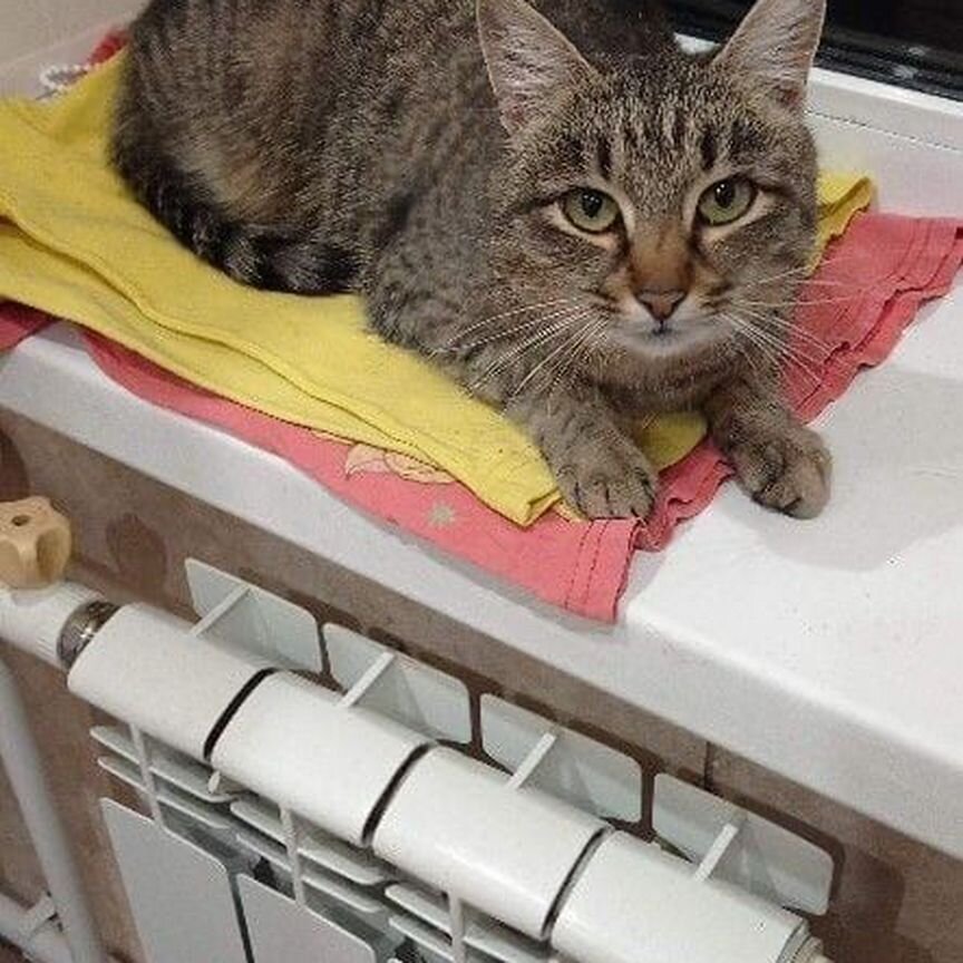 Кот