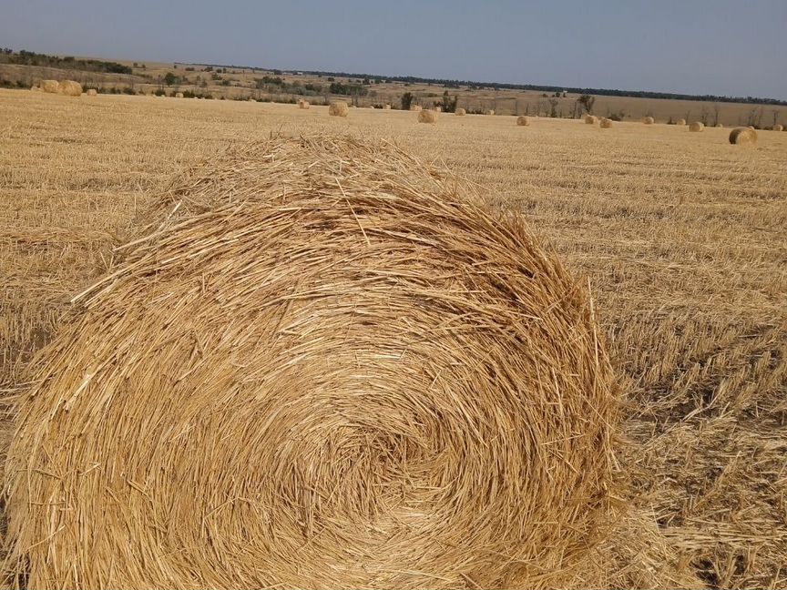 Солома просяная