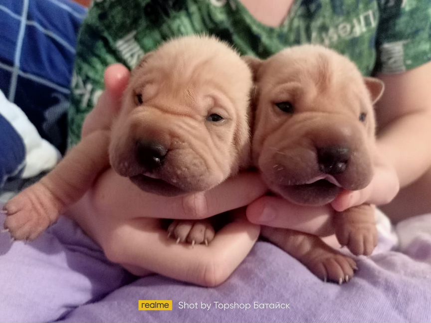 Щенки шарпея