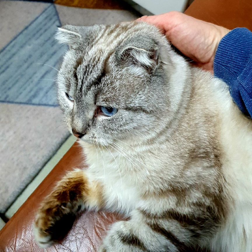 Шотландский котик вислоушка