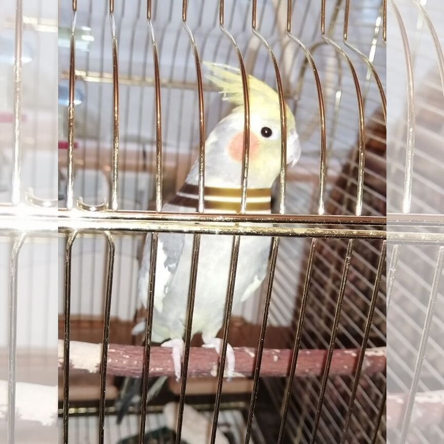 Попугай корелла с клеткой