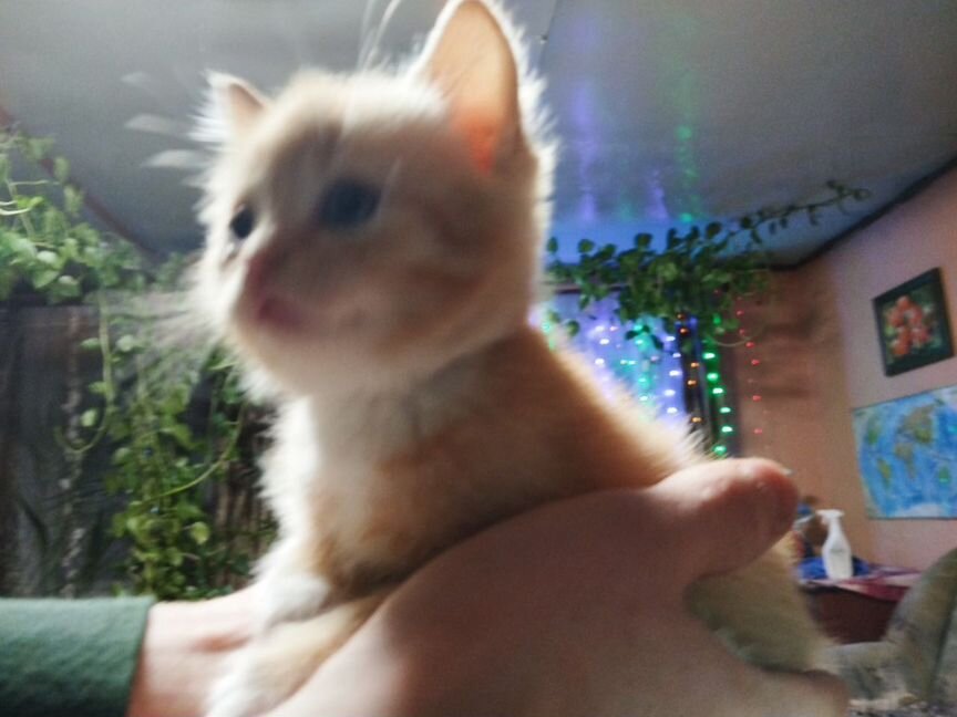 Котята рыжие бесплатно