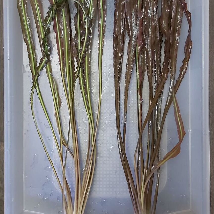 Аквариумные растения