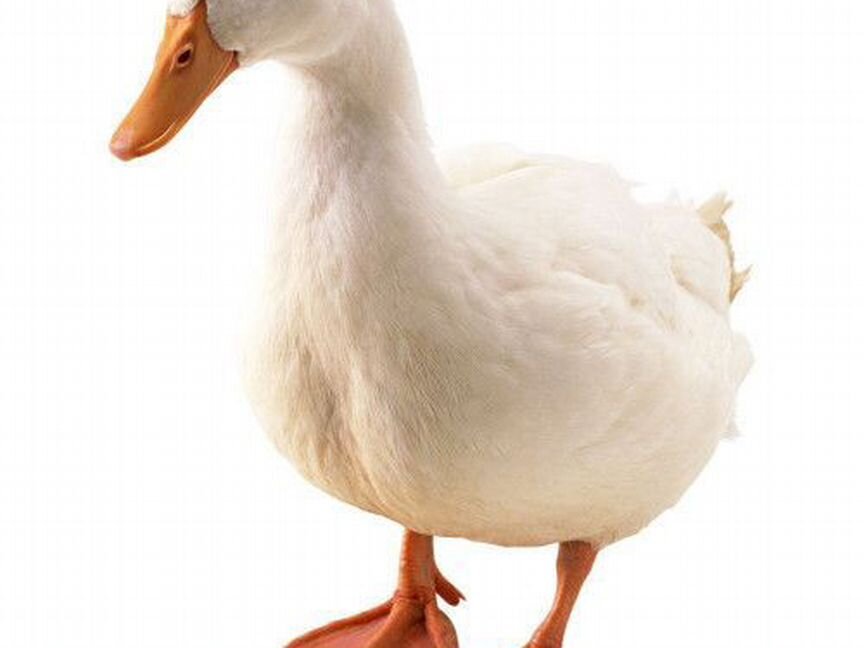 Утки Агидель 3-х месячные