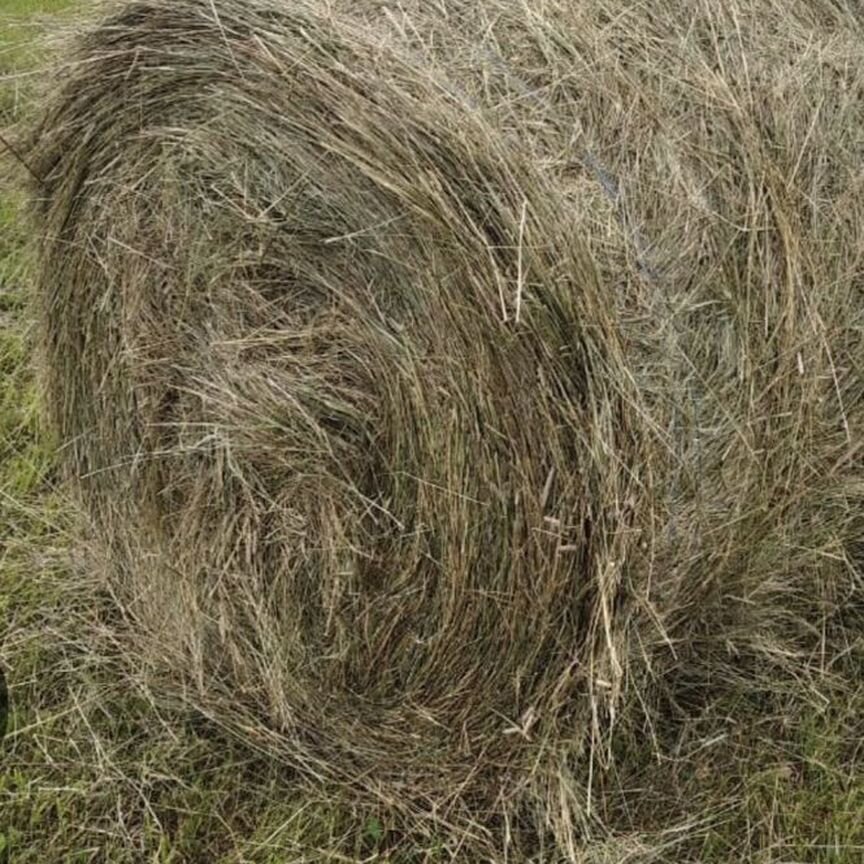 Сено в рулонах хорошего качества 300кг