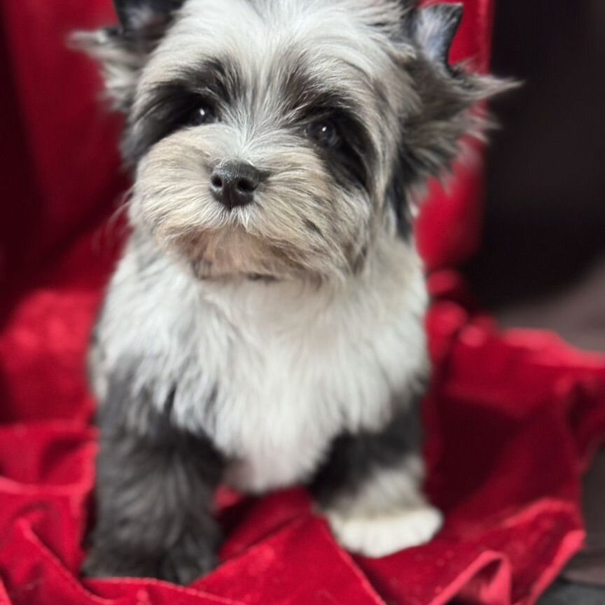 Цветной Йорк