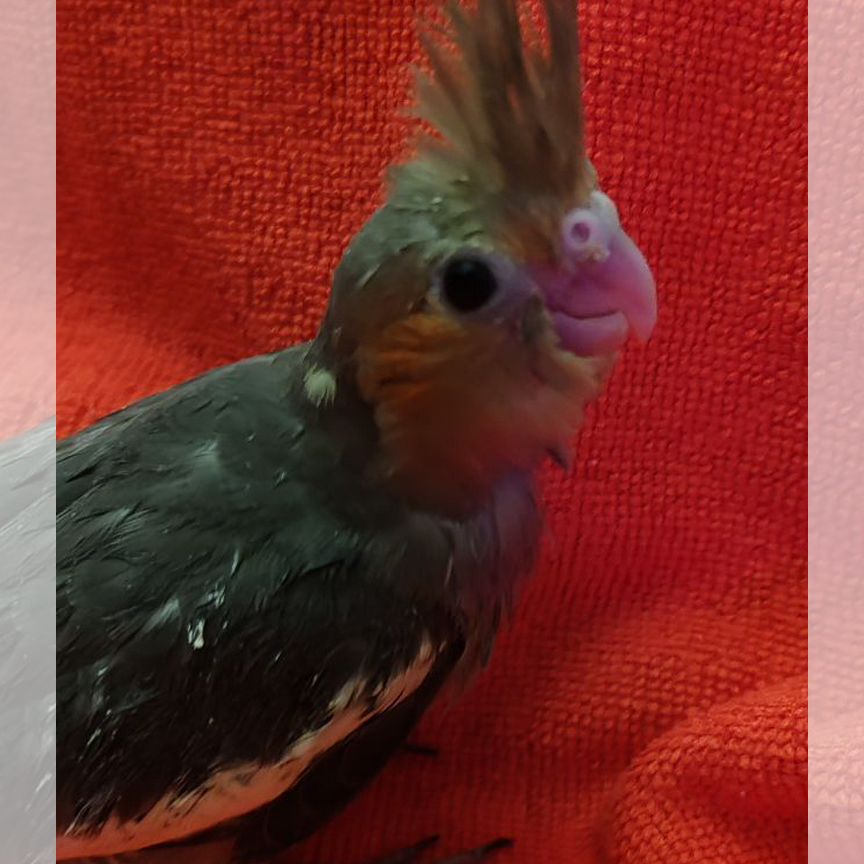 Попугай корелла птенец выкормыш