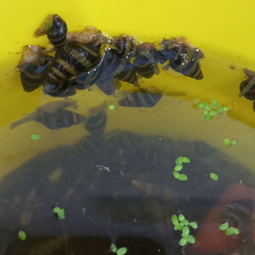 Улитка хелена