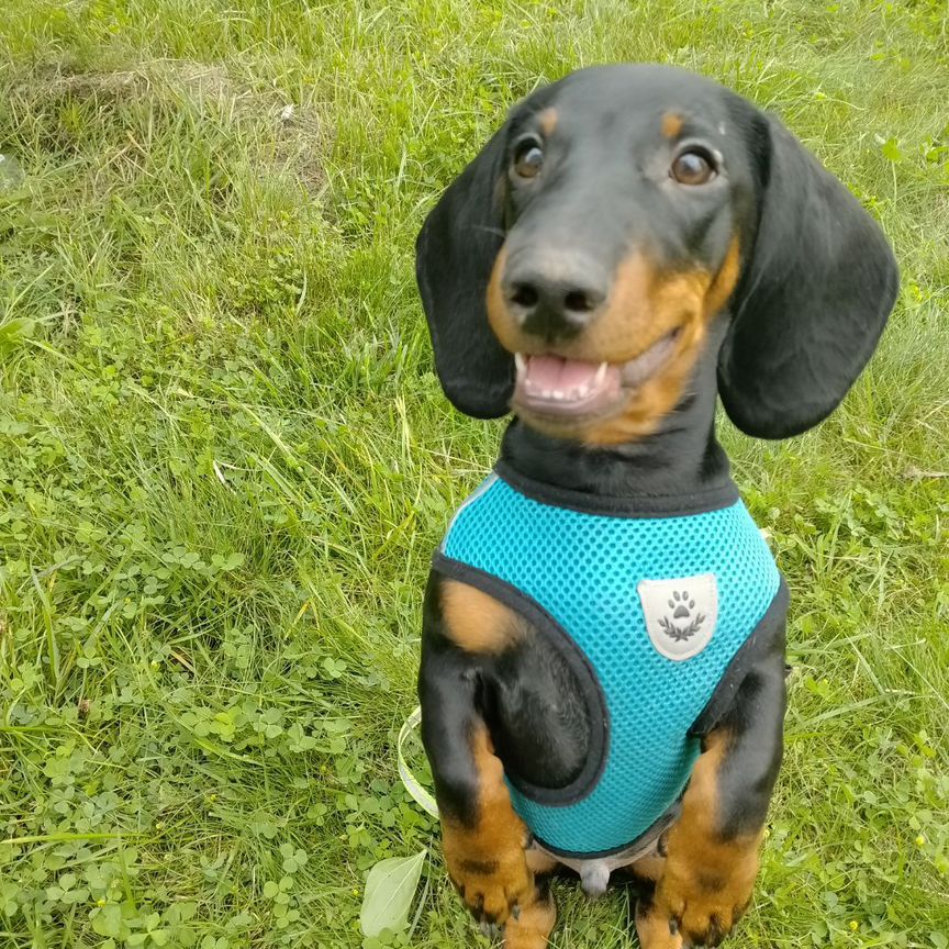 Такса гладкошерстная