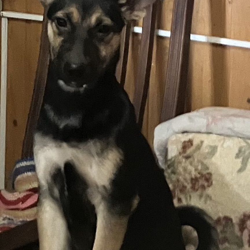 Маленькая собачка компаньен 4 месяца