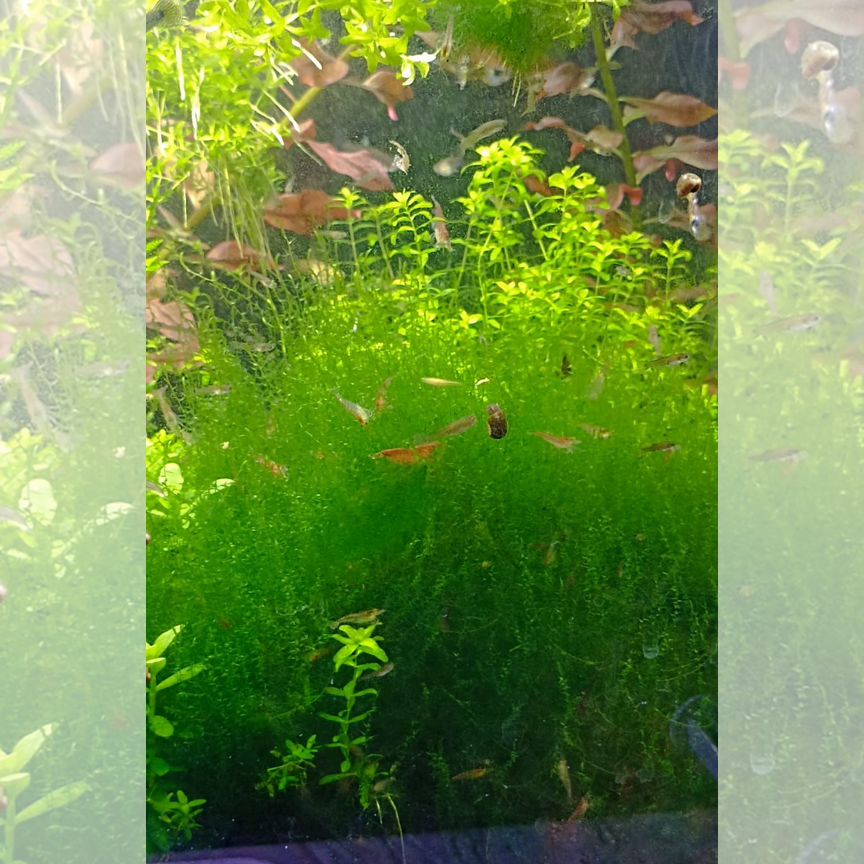 Растения для аквариума прополка