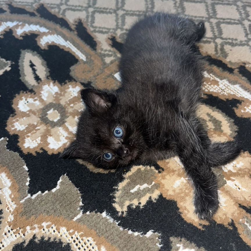 Шотландские прямоухие котята