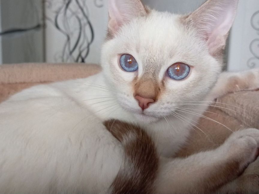 Тайский котенок с документами