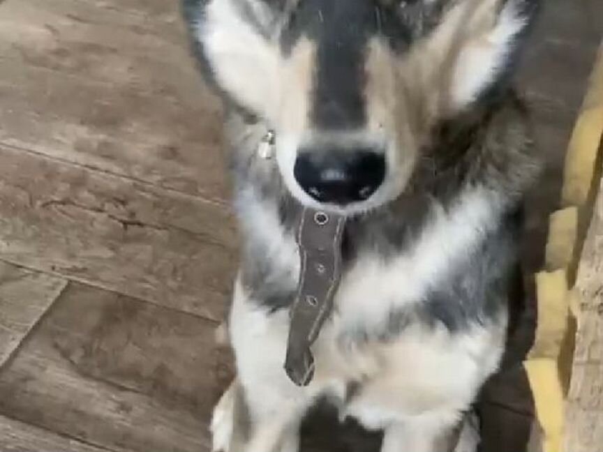 Ищем новых хозяев для собаки-подростка